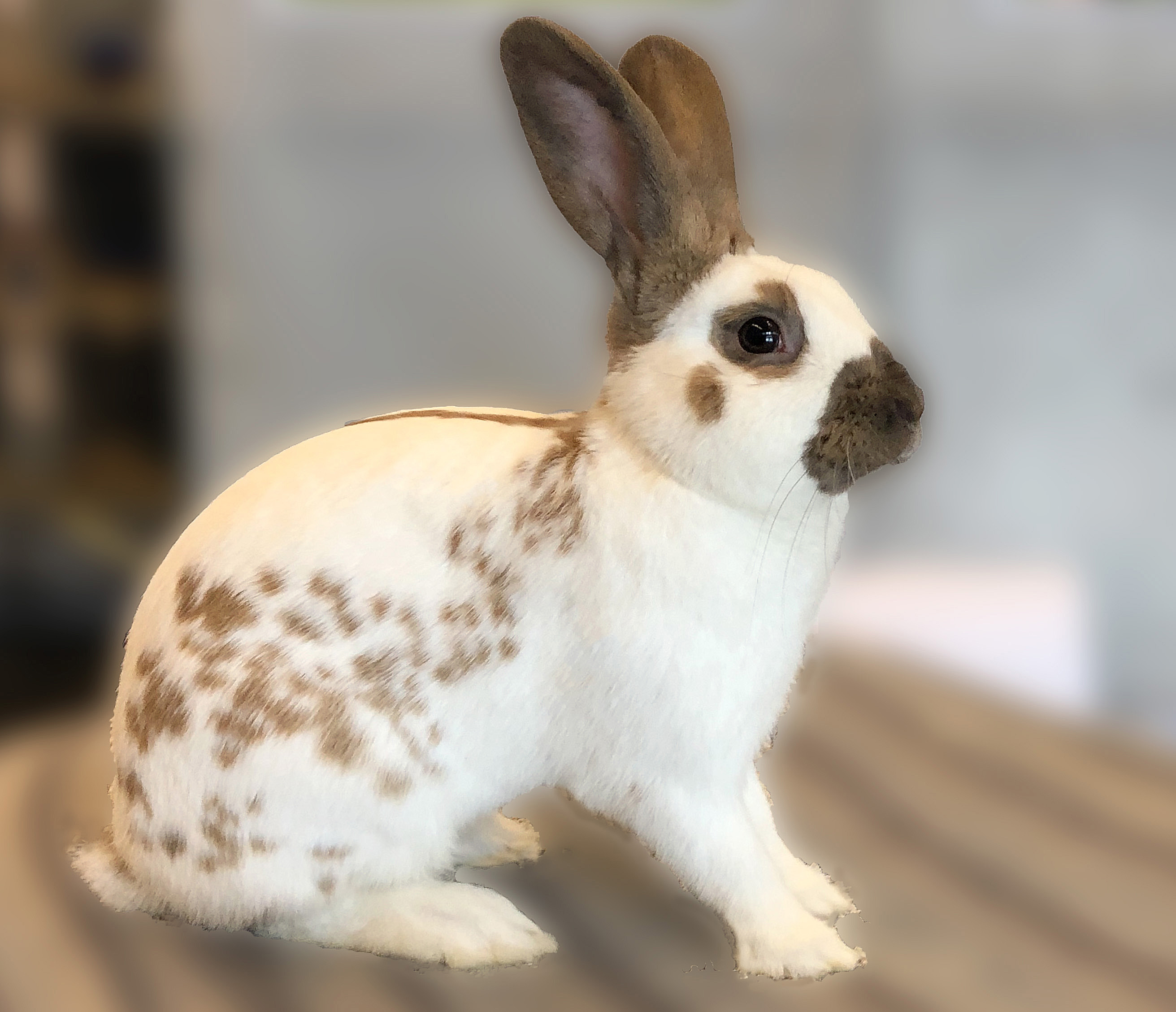 9,5; 9,5; 10; 19; 9,5; 15; 14,5; 10